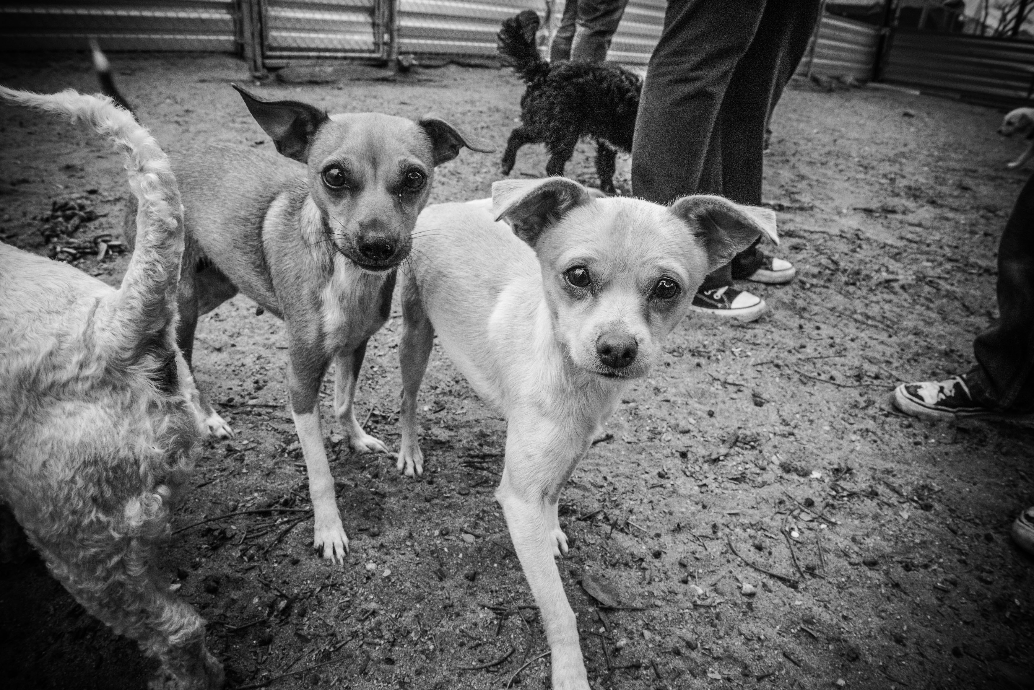Compassion without Borders Central Valley Dog Rescue
